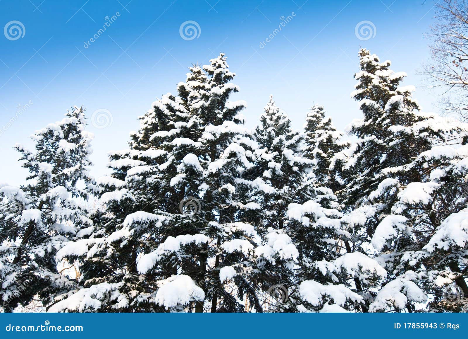 Green Fir Trees with Snow on Branches Stock Image - Image of sunny ...