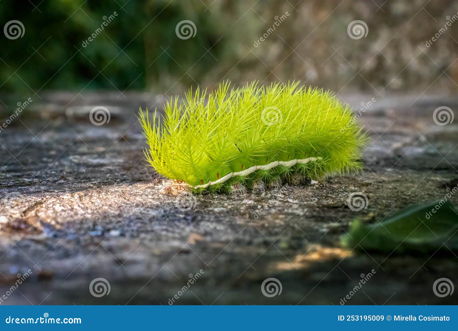 Fire Caterpillar In Garden Royalty-Free Stock Photo | CartoonDealer.com ...