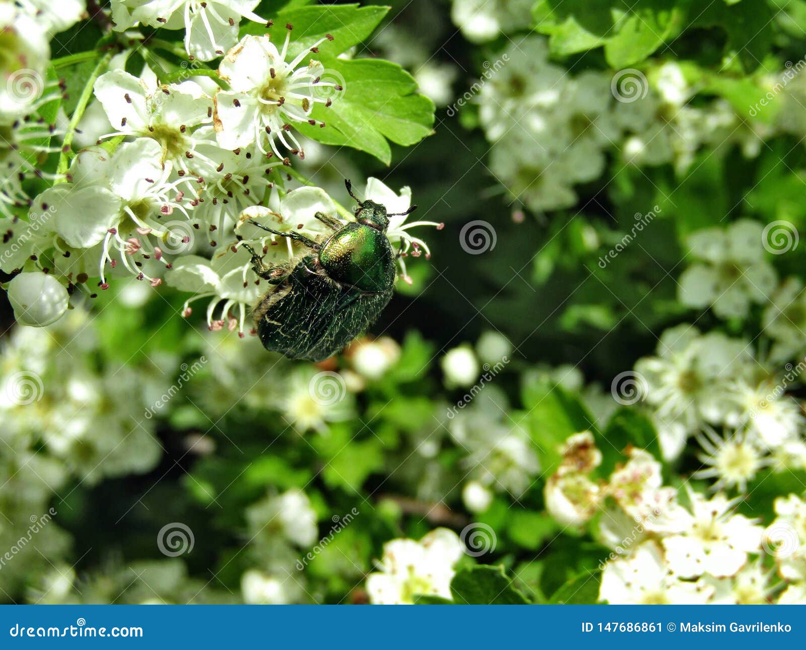 Green Firefly Beetle on White Flowers Stock Image - Image of firefly ...