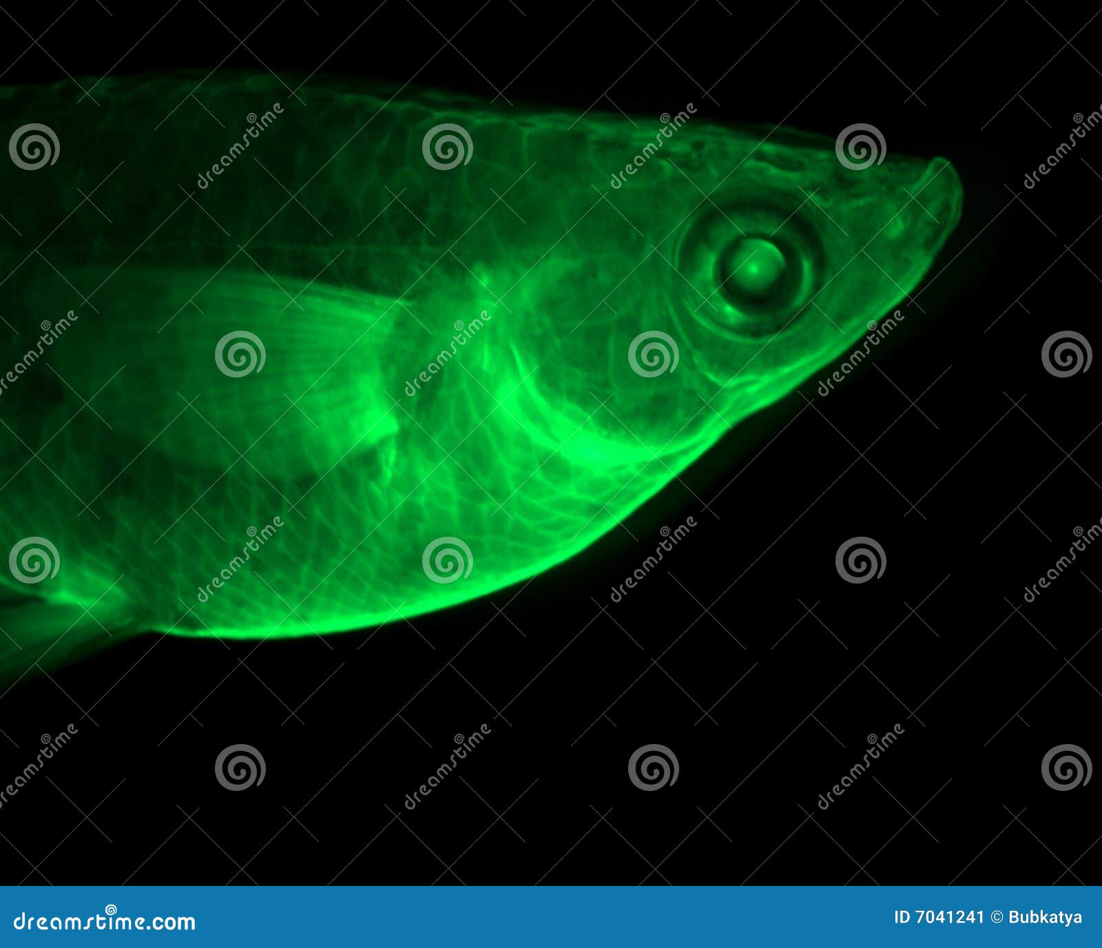 Green fish stock image. Image of agriculture, nature, health - 7041241