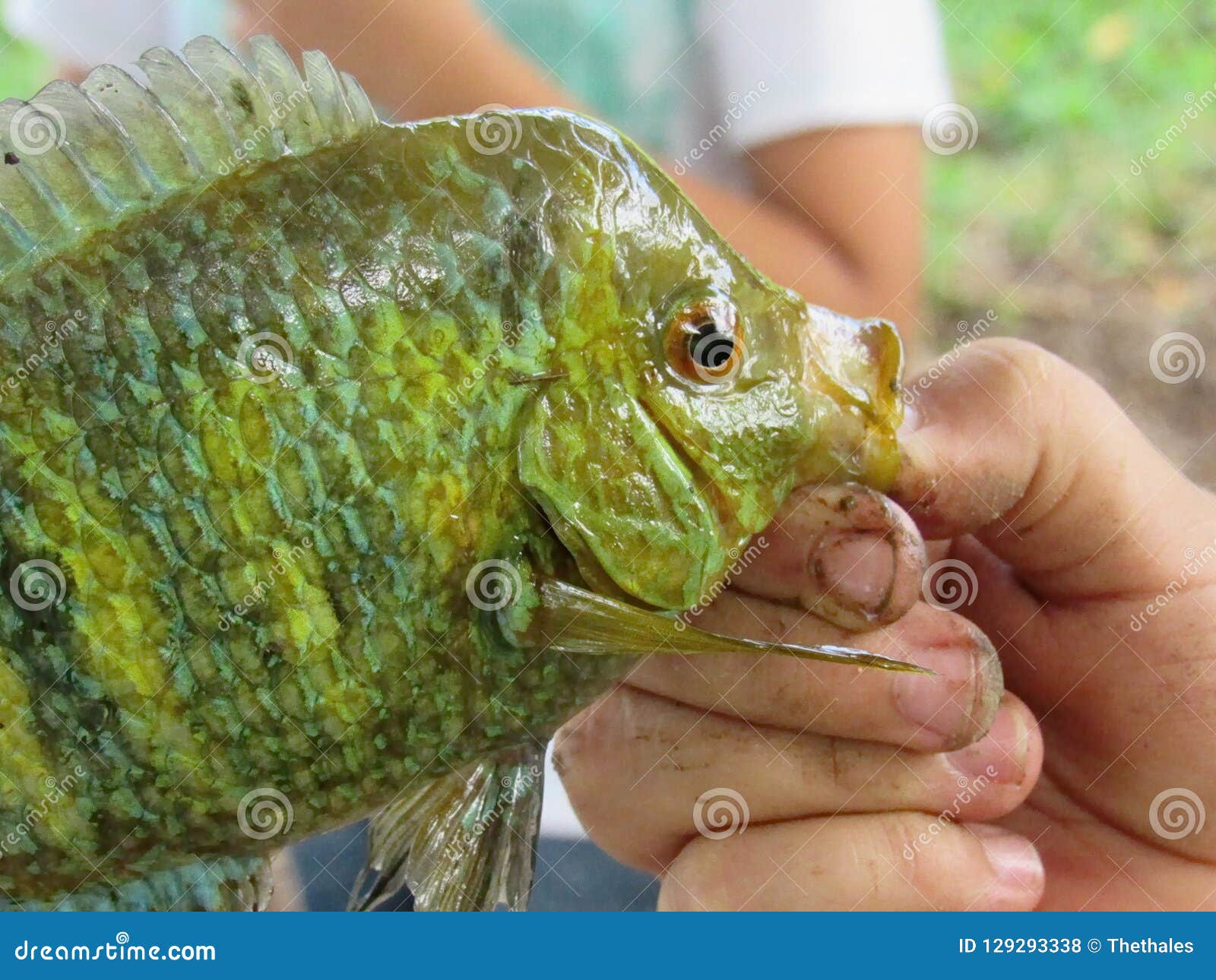 Green Fish Held by a Child Hand Stock Photo - Image of food, fisherman ...