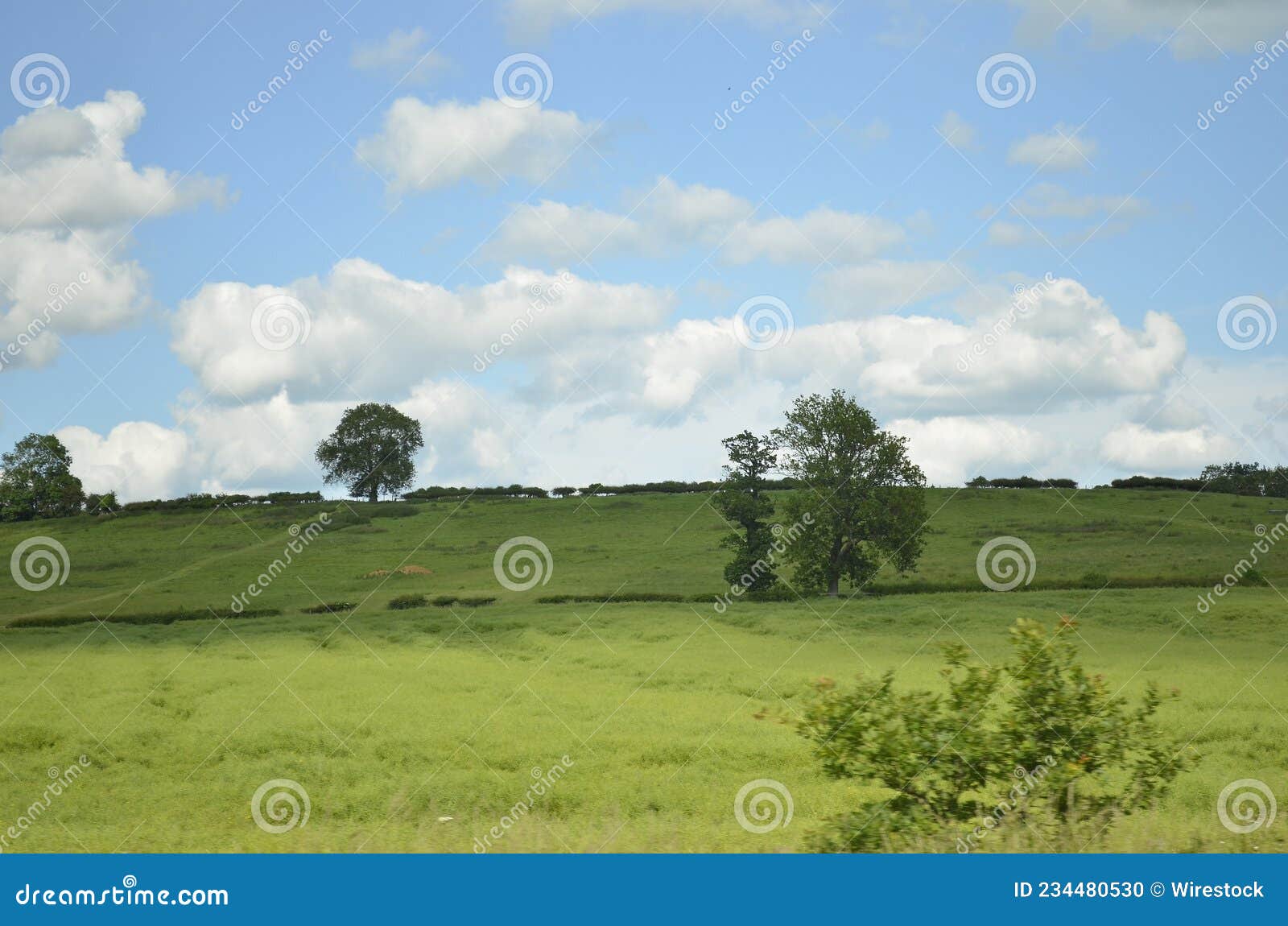 Flat Field, Green Wheat Grew Up Under The Blue Sky. Arable Lan Stock ...