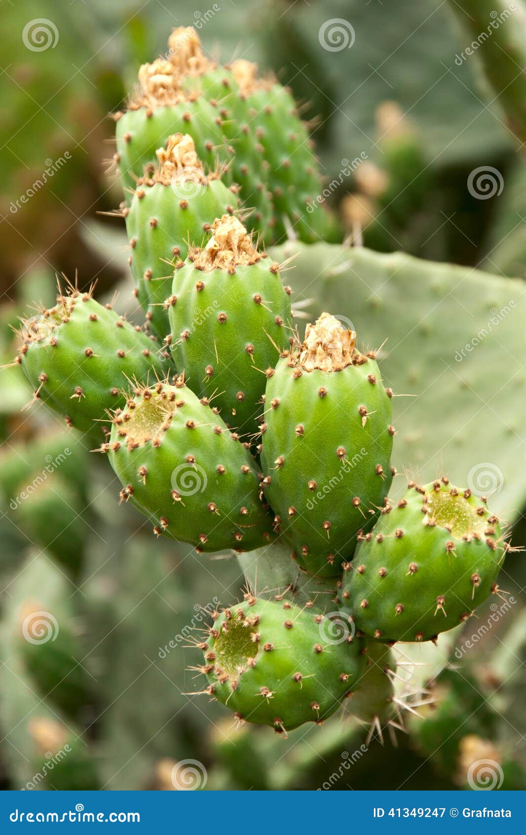 Green Flat Rounded Cladodes of Opuntia Cactus Stock Image - Image of ...
