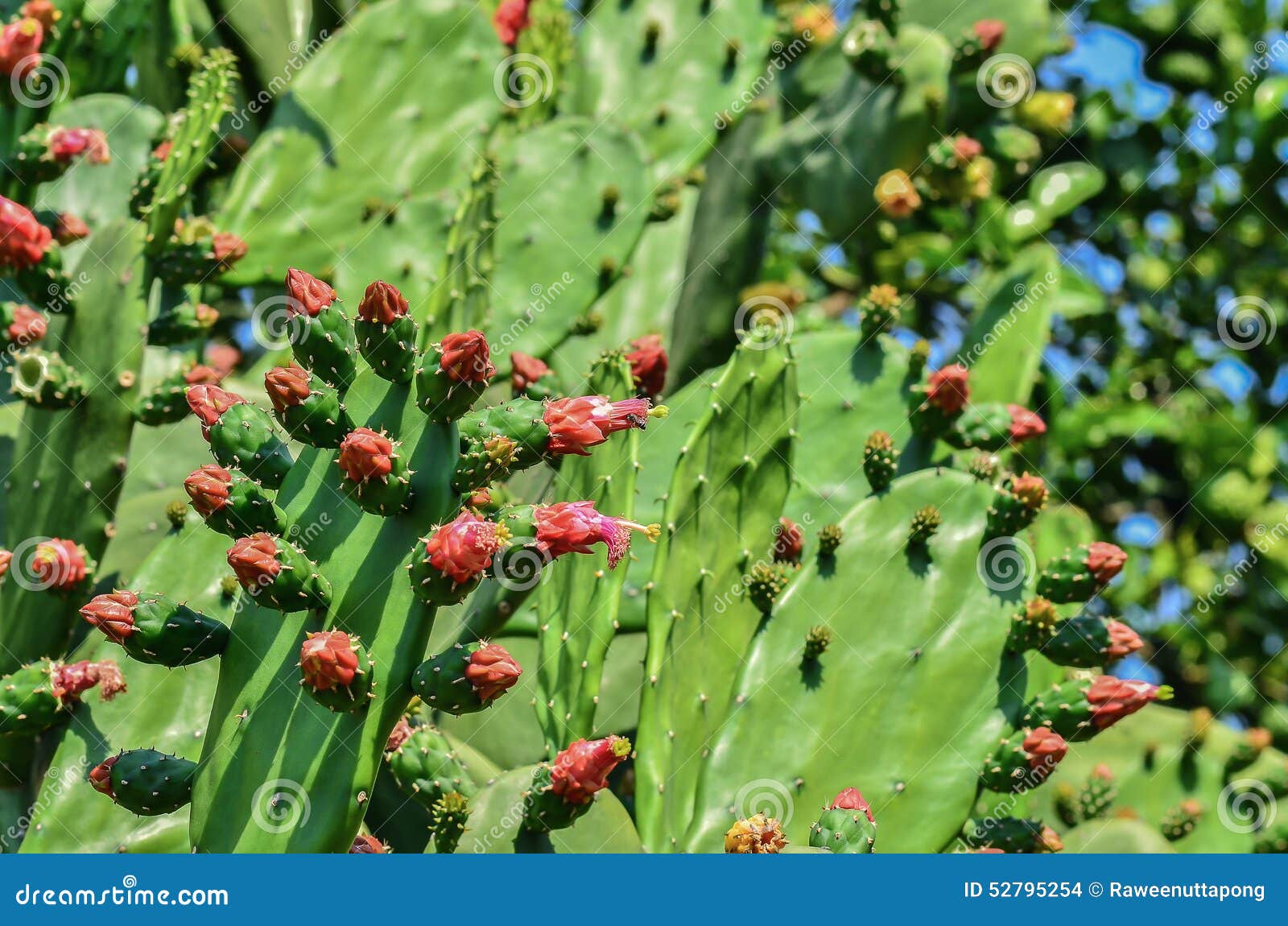 Green Flat Rounded Cladodes of Opuntia Cactus Stock Photo - Image of ...