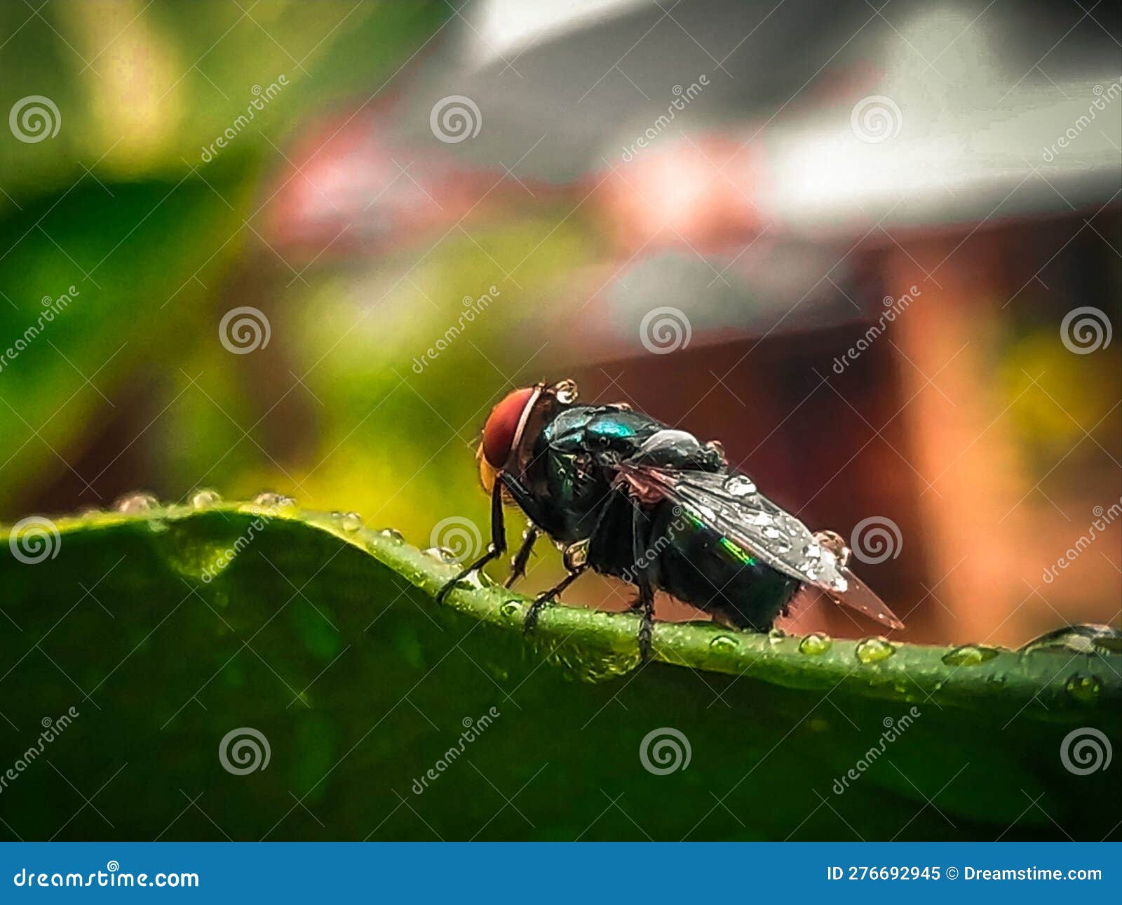 Green Flies with Fresh and Refreshing Green Leaves Stock Image - Image ...