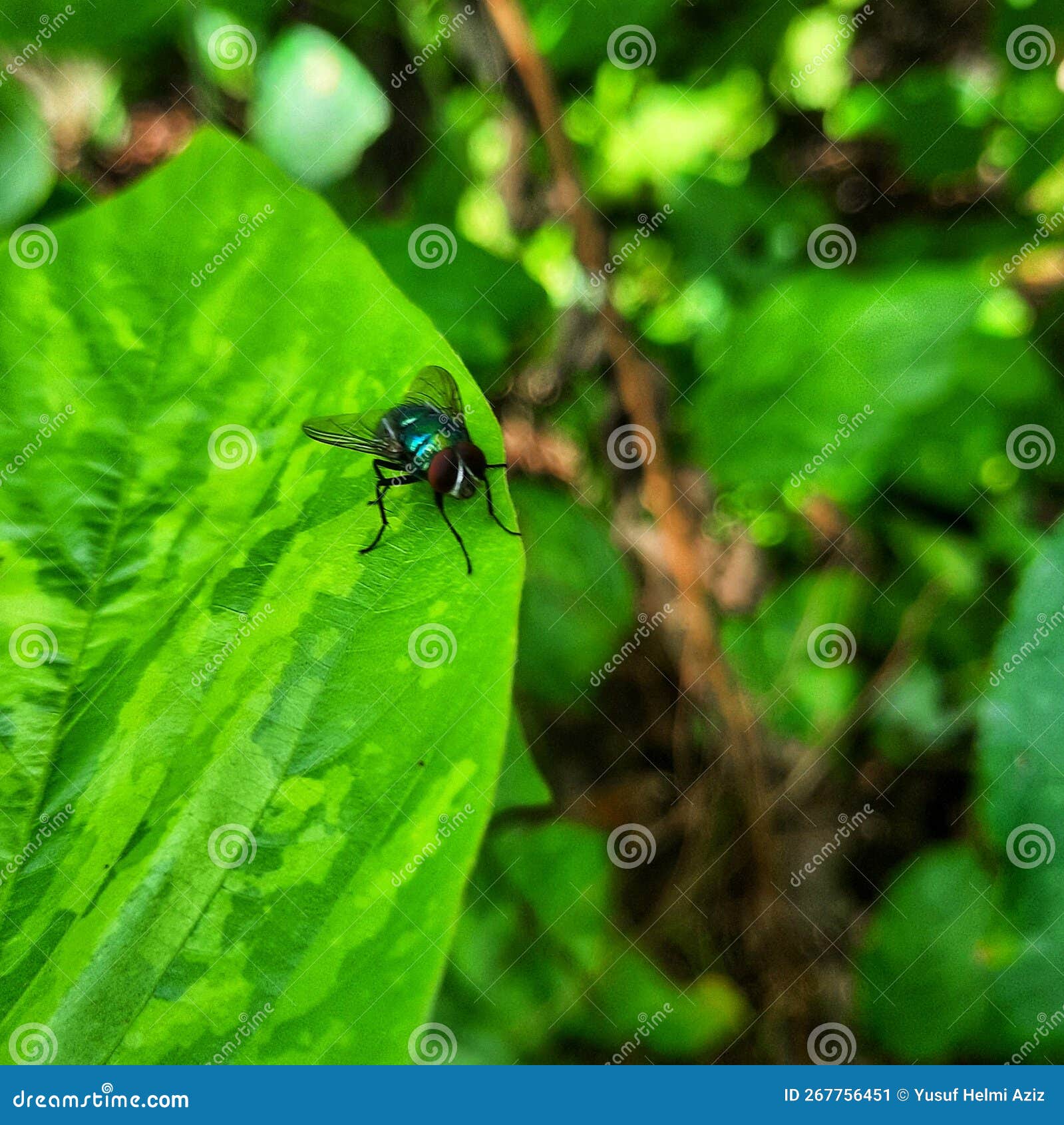 Flies Standing By The Tree Stock Photography | CartoonDealer.com #110867000