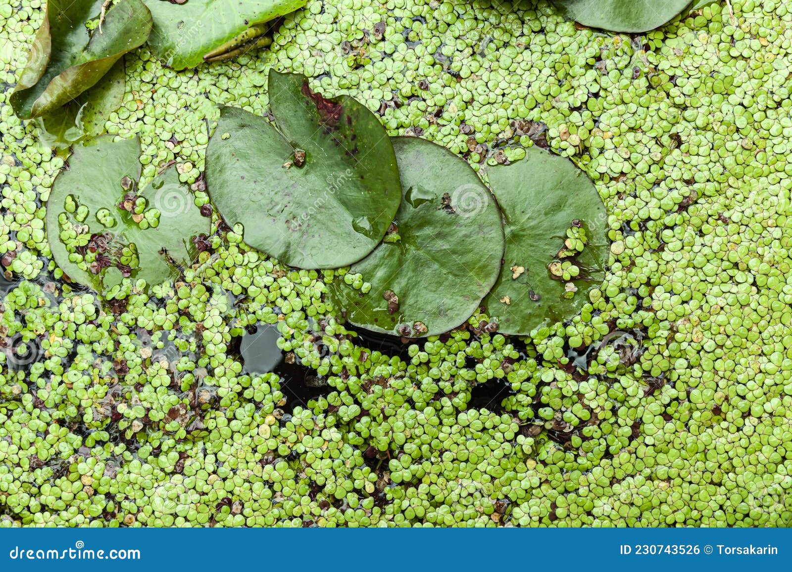 Green Floating Aquatic Plants Pattern and Texture Background Seamless ...