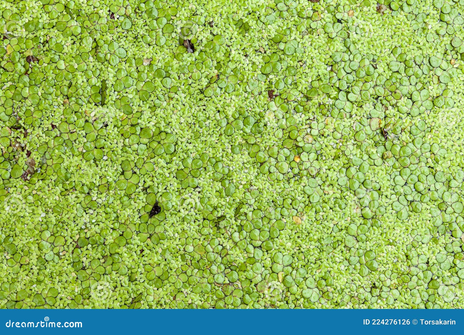 Green Floating Aquatic Plants Pattern and Texure Background Seamless ...