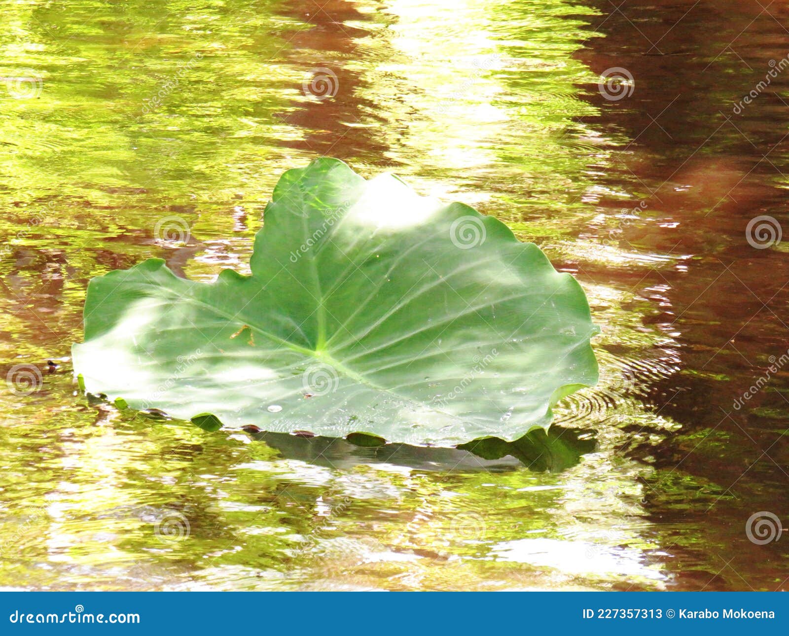 Green floating leaf stock image. Image of tree, forest - 227357313