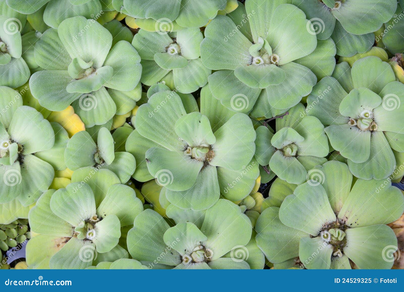 Green floating leaves stock image. Image of lemna, leafs - 24529325