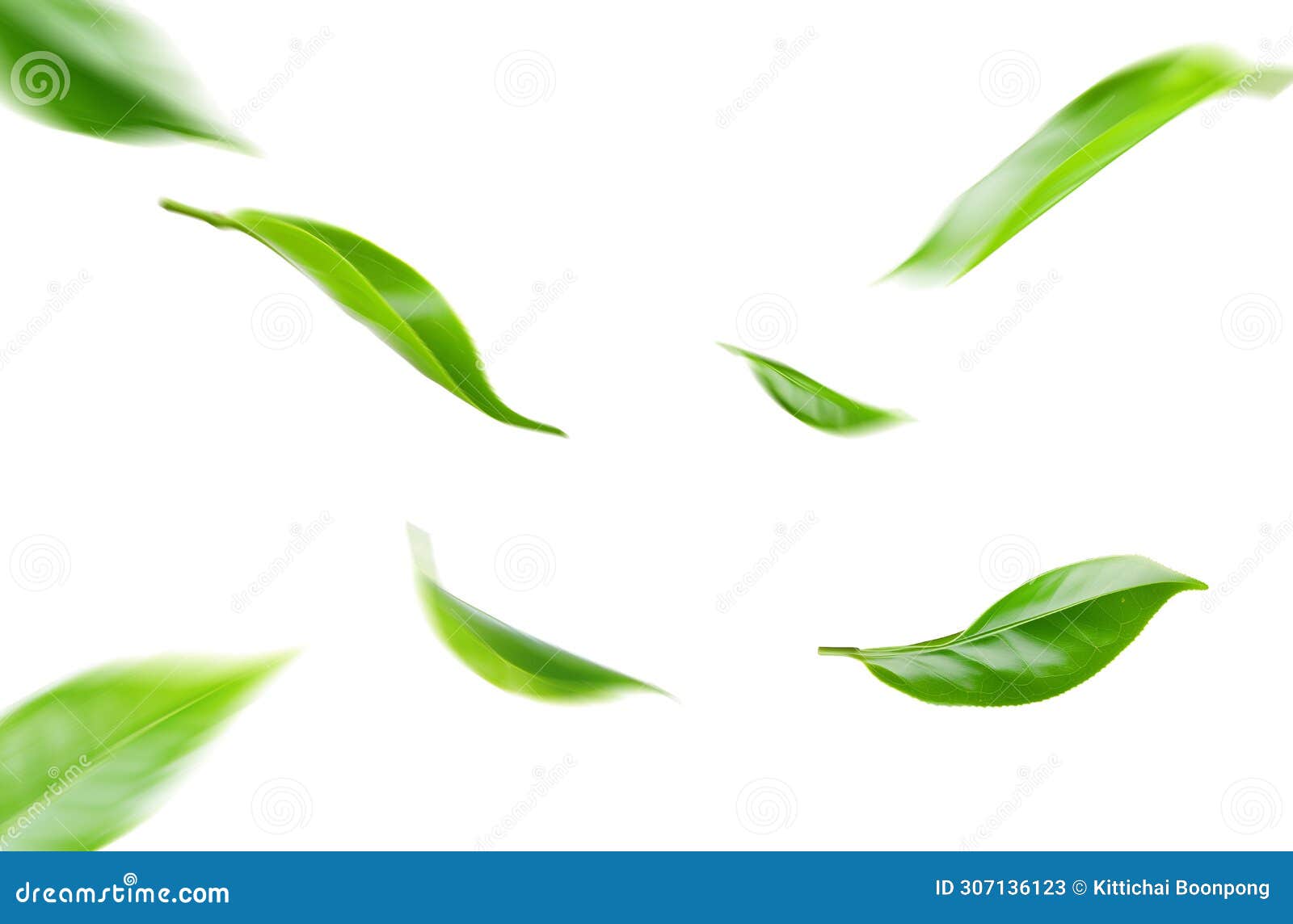 Green Floating Leaves Flying Leaves Green Leaf Dancing Stock Image ...