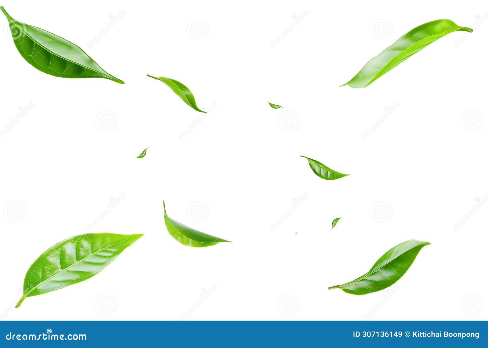 Green Floating Leaves Flying Leaves Green Leaf Dancing Stock Image ...