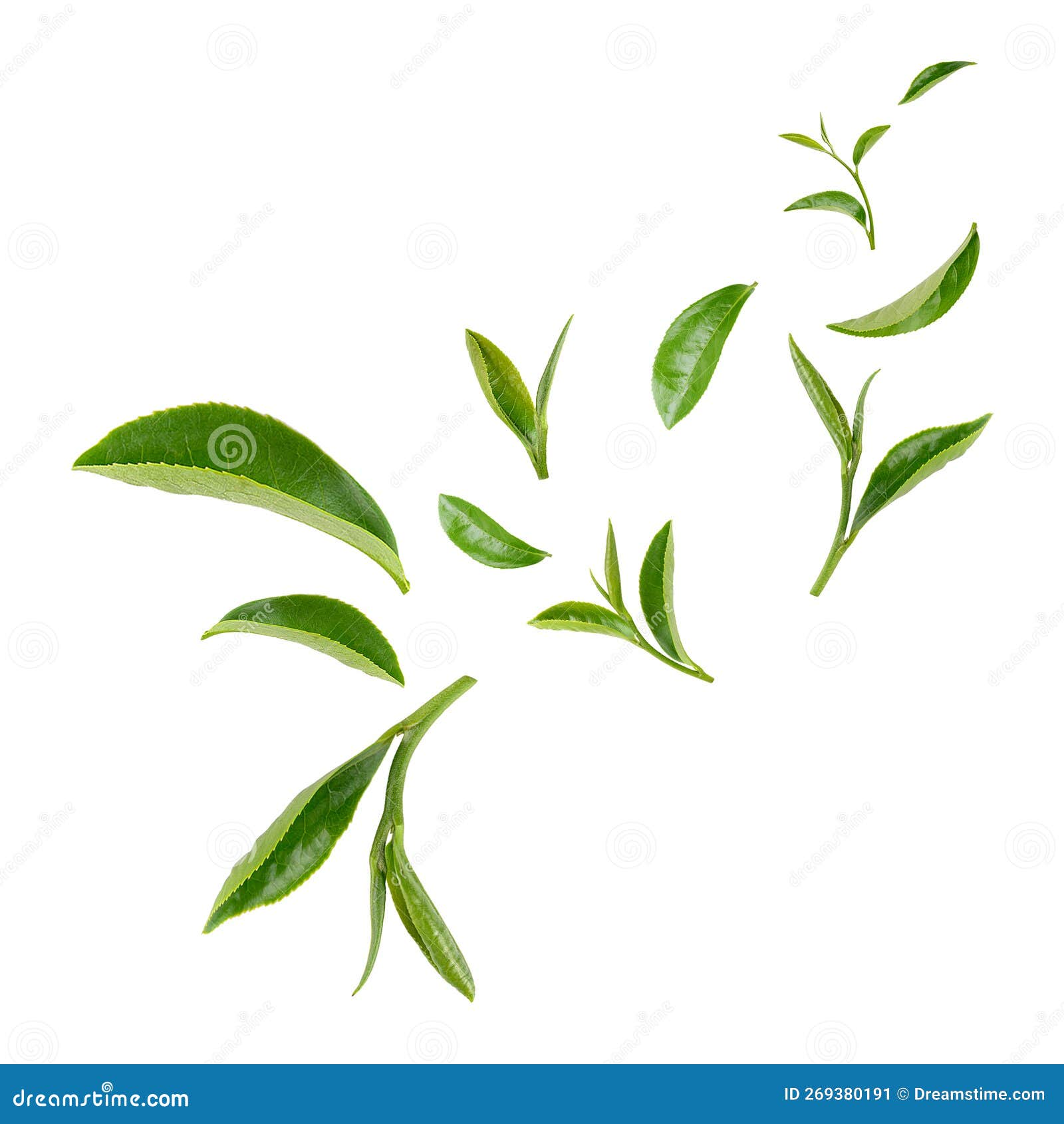 Green Floating Leaves Isolated on White Background Stock Image - Image ...