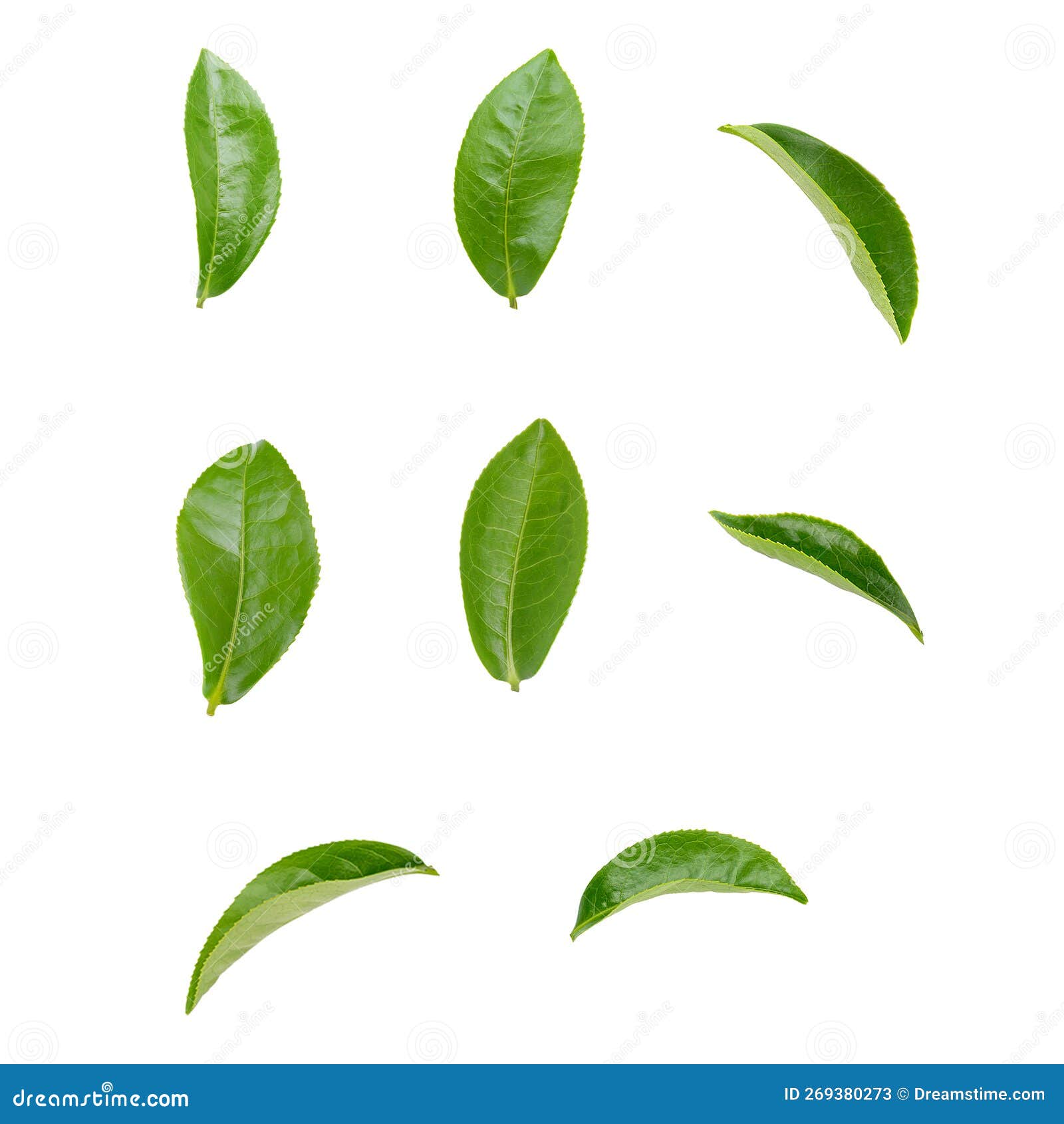 Green Floating Leaves Isolated on White Background Stock Image - Image ...