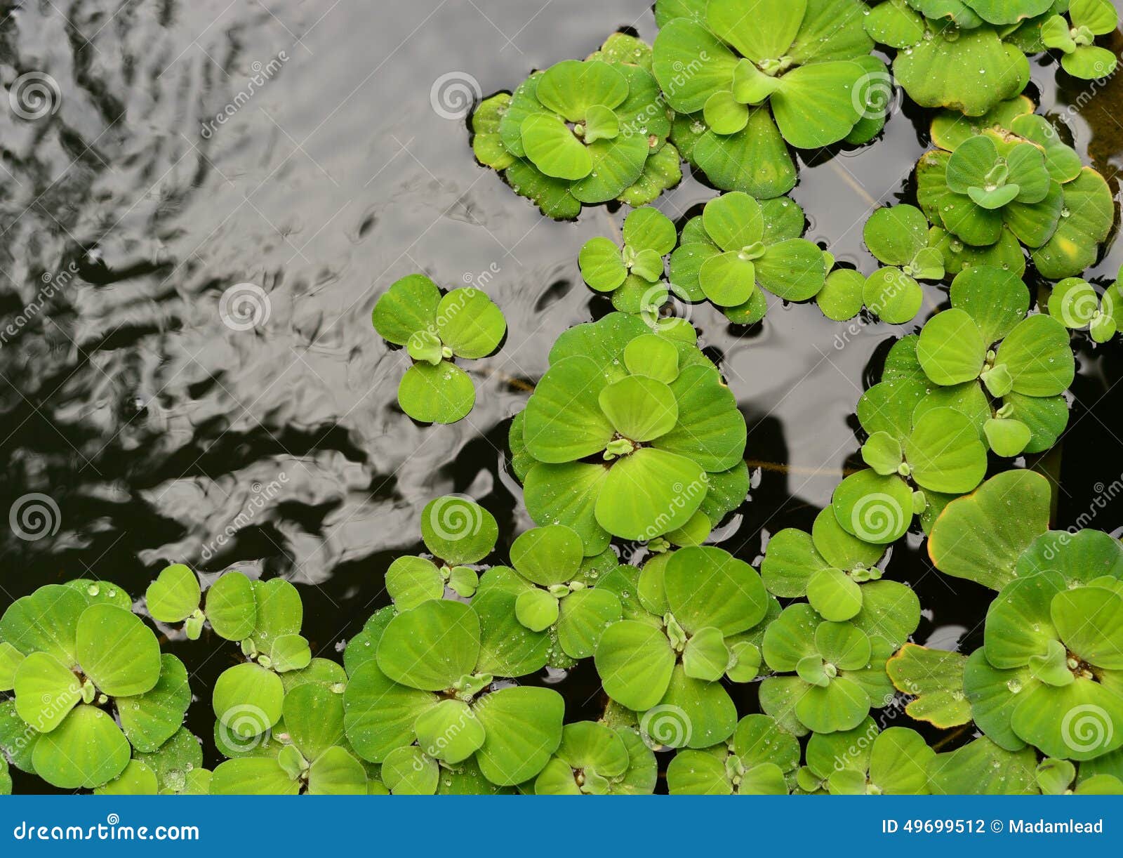 Green Floating Plant on Surface Water Stock Photo - Image of floral ...