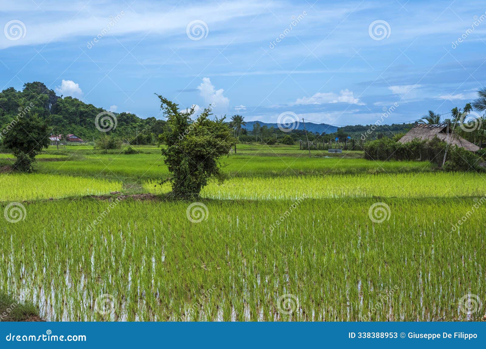 Green Flooded Rice Paddies Fields in Cambodia Stock Image - Image of ...