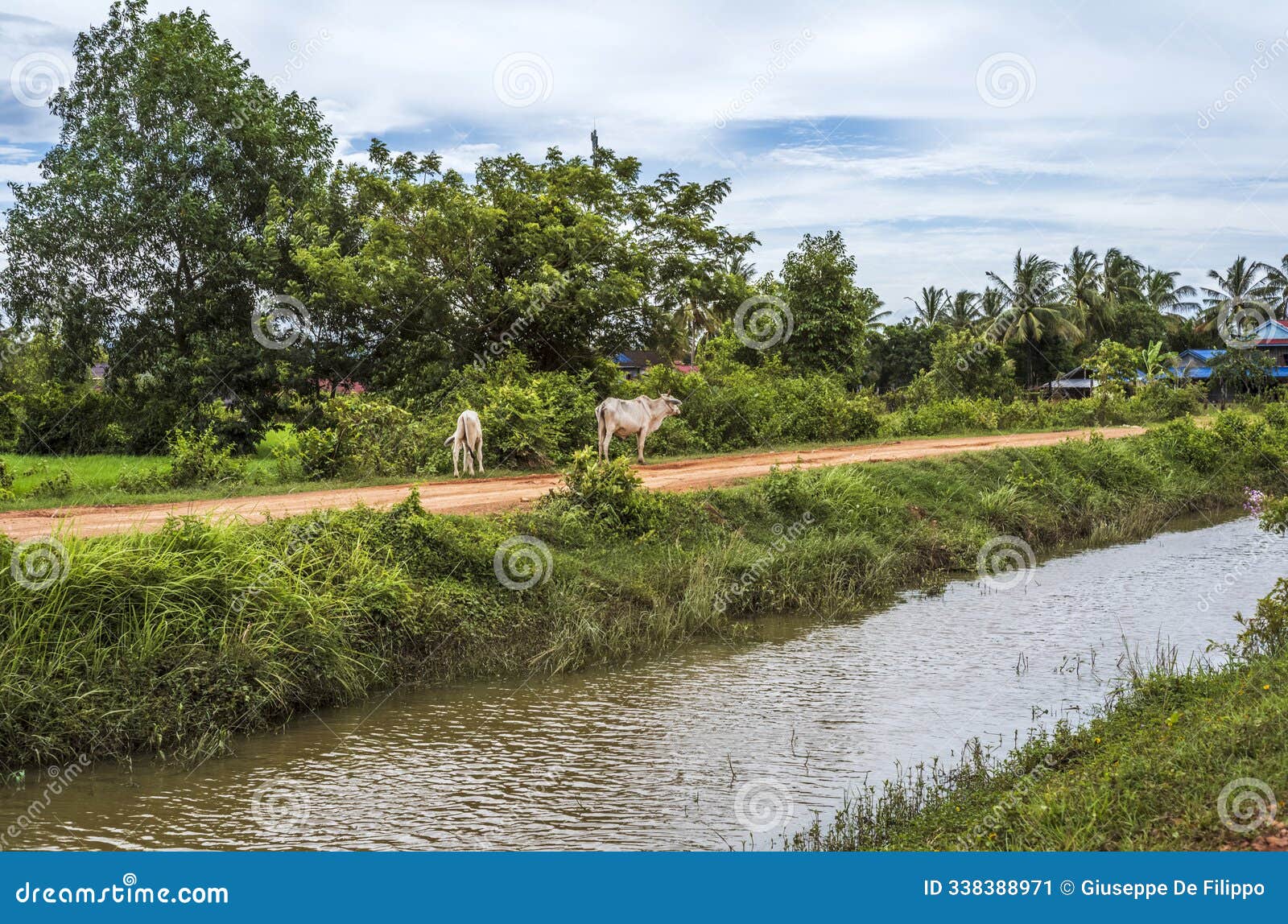 Green Flooded Rice Paddies Fields in Cambodia Stock Image - Image of ...