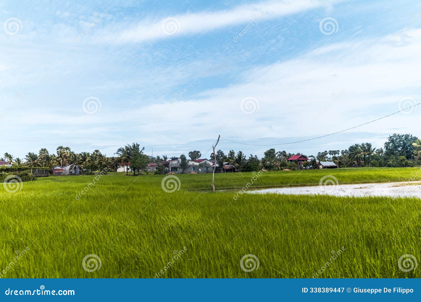 Green Flooded Rice Paddies Fields in Cambodia Stock Image - Image of ...