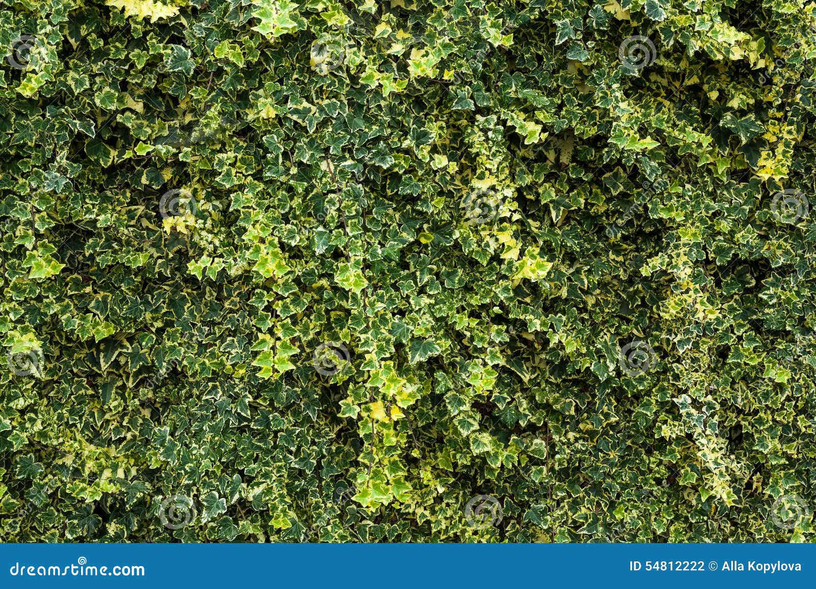 Green Floral Hedge/ Background Stock Photo - Image of park, neat: 54812222