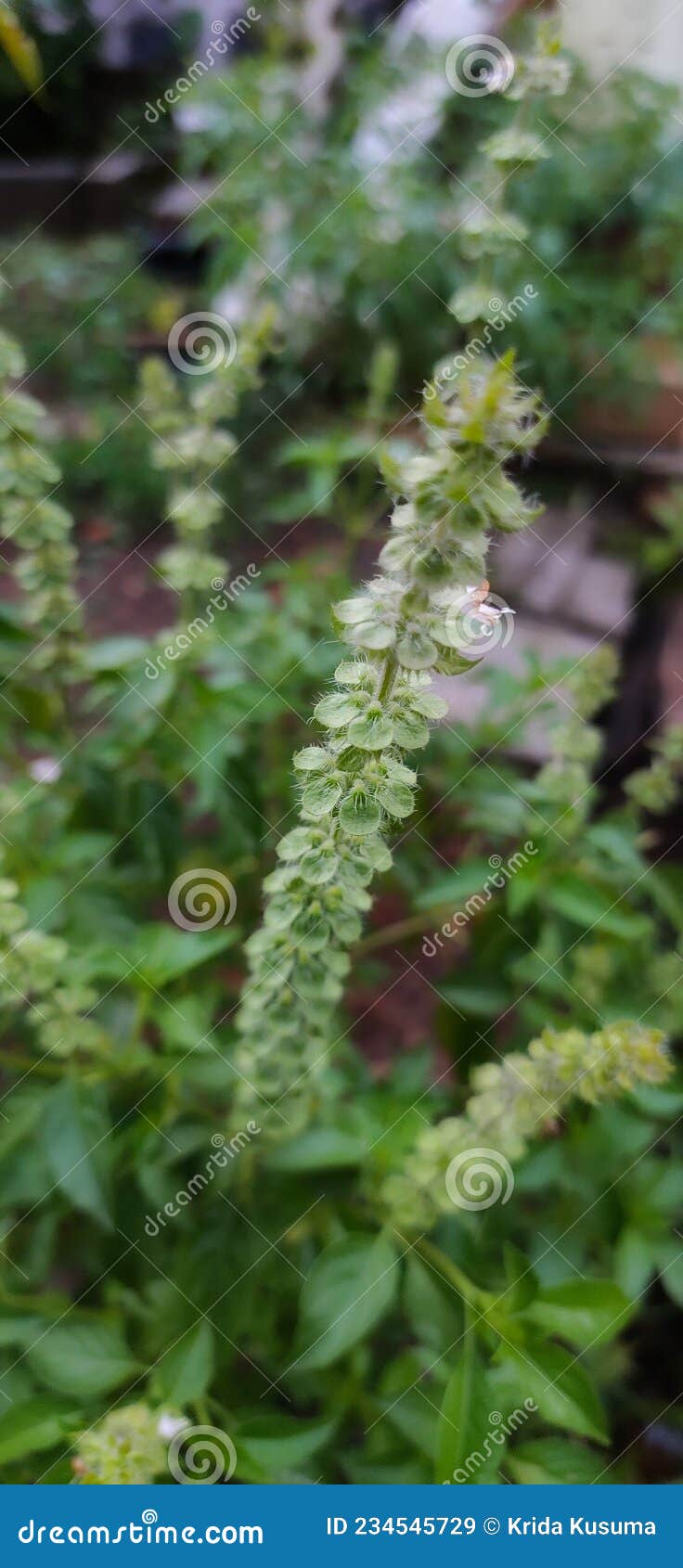 Green Flower Basil Tree stock image. Image of vegetable - 234545729