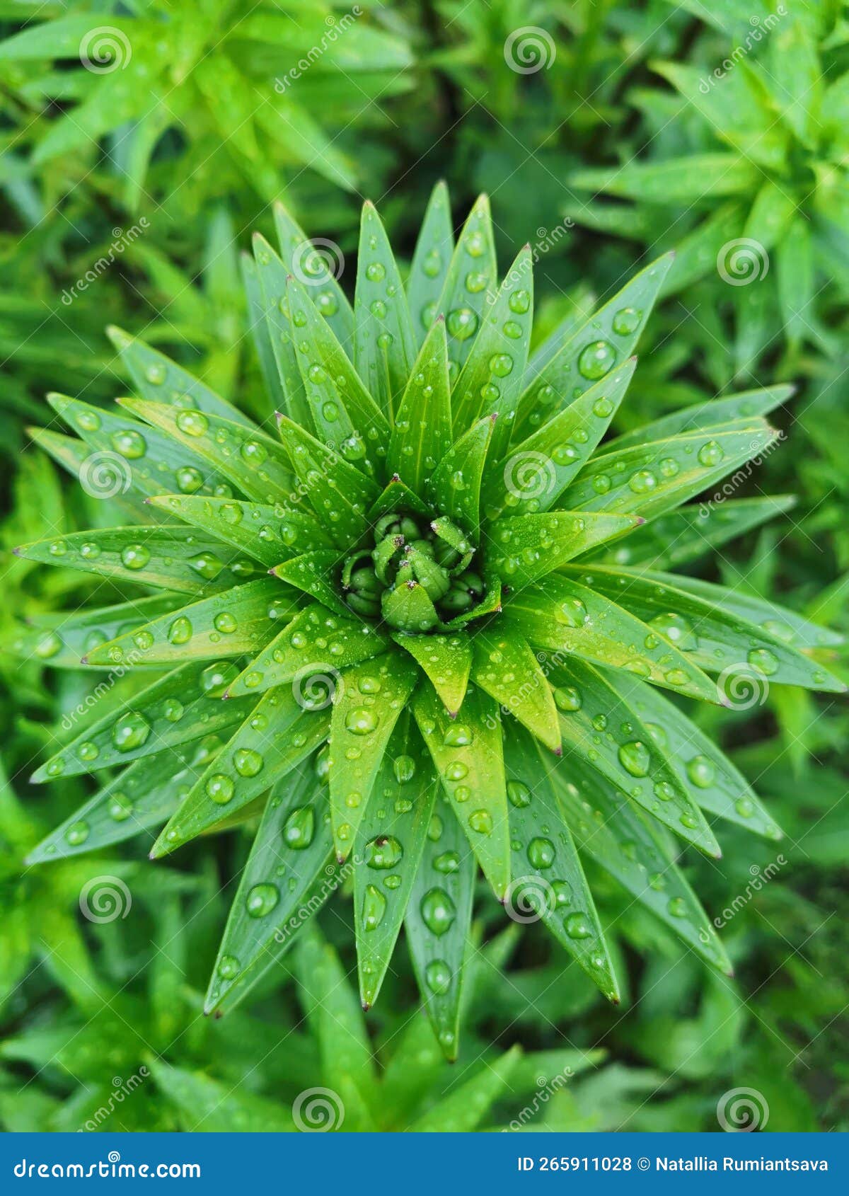 Green flower stock photo. Image of plant, lawn, meadow - 265911028