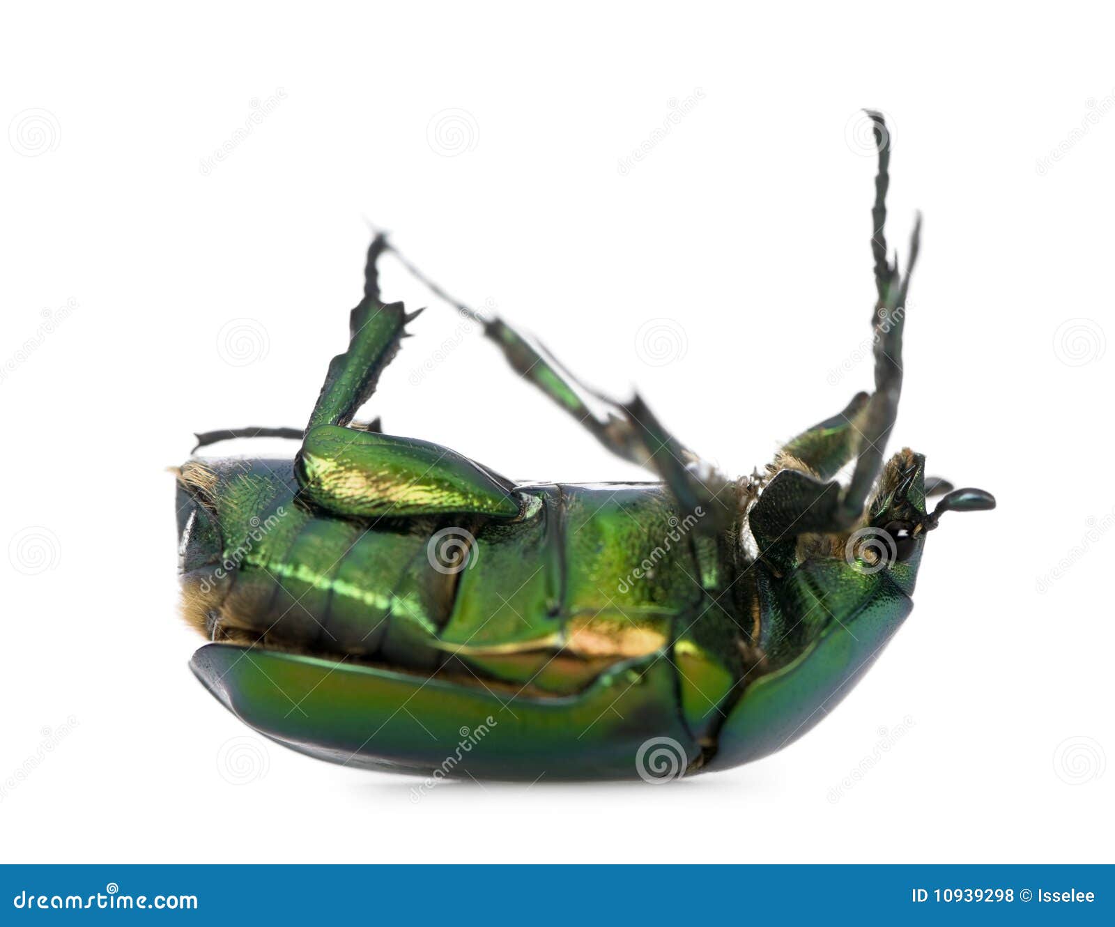 Green Flower Beetle Against White Background Stock Photo - Image of ...