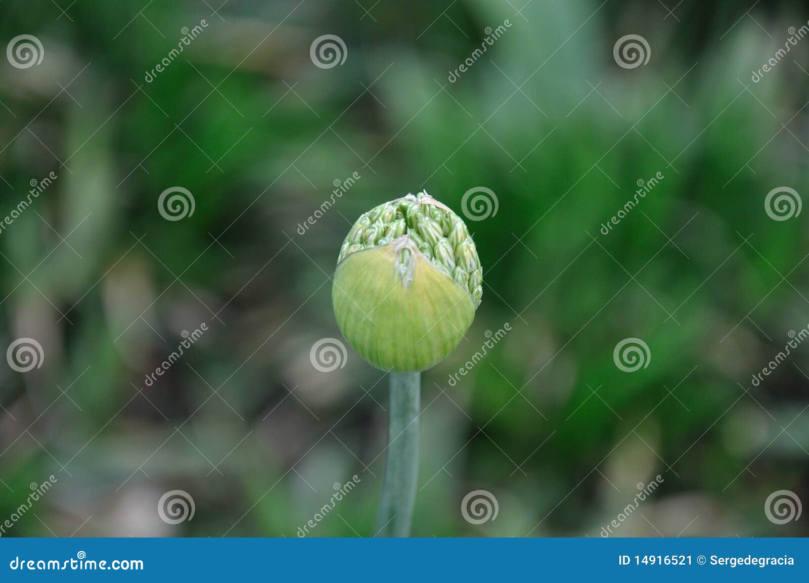 Green Flower Bud stock image. Image of blossom, flower - 14916521