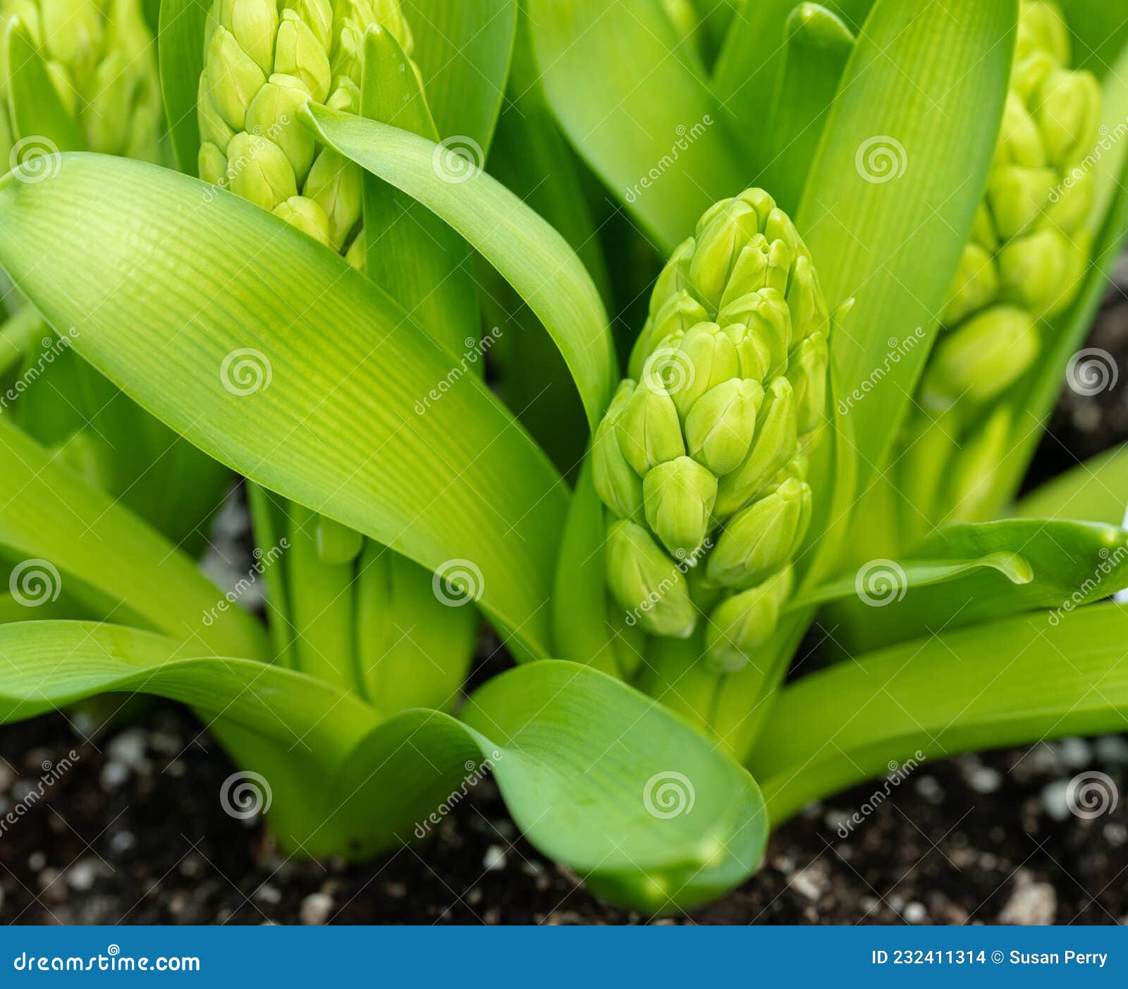Green flower bud sprouting stock photo. Image of food - 232411314