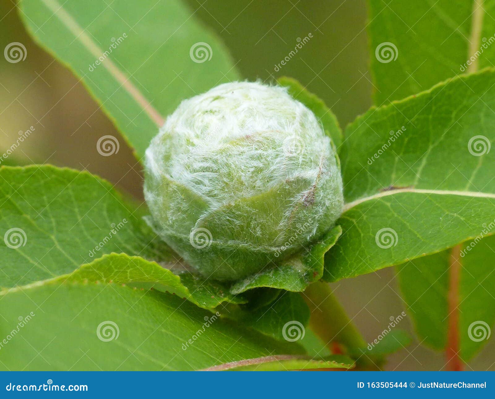 Green Flower Bud with White Fuzz Stock Photo - Image of nature, fuzz ...