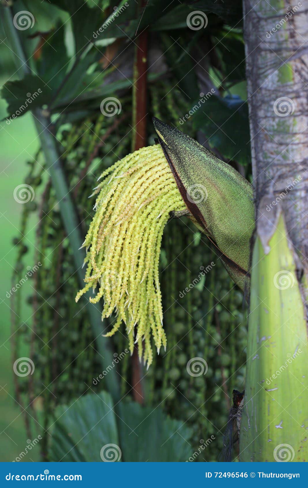 Green Flower Buds, Areca Catechu Tree Stock Photo - Image of outdoor ...