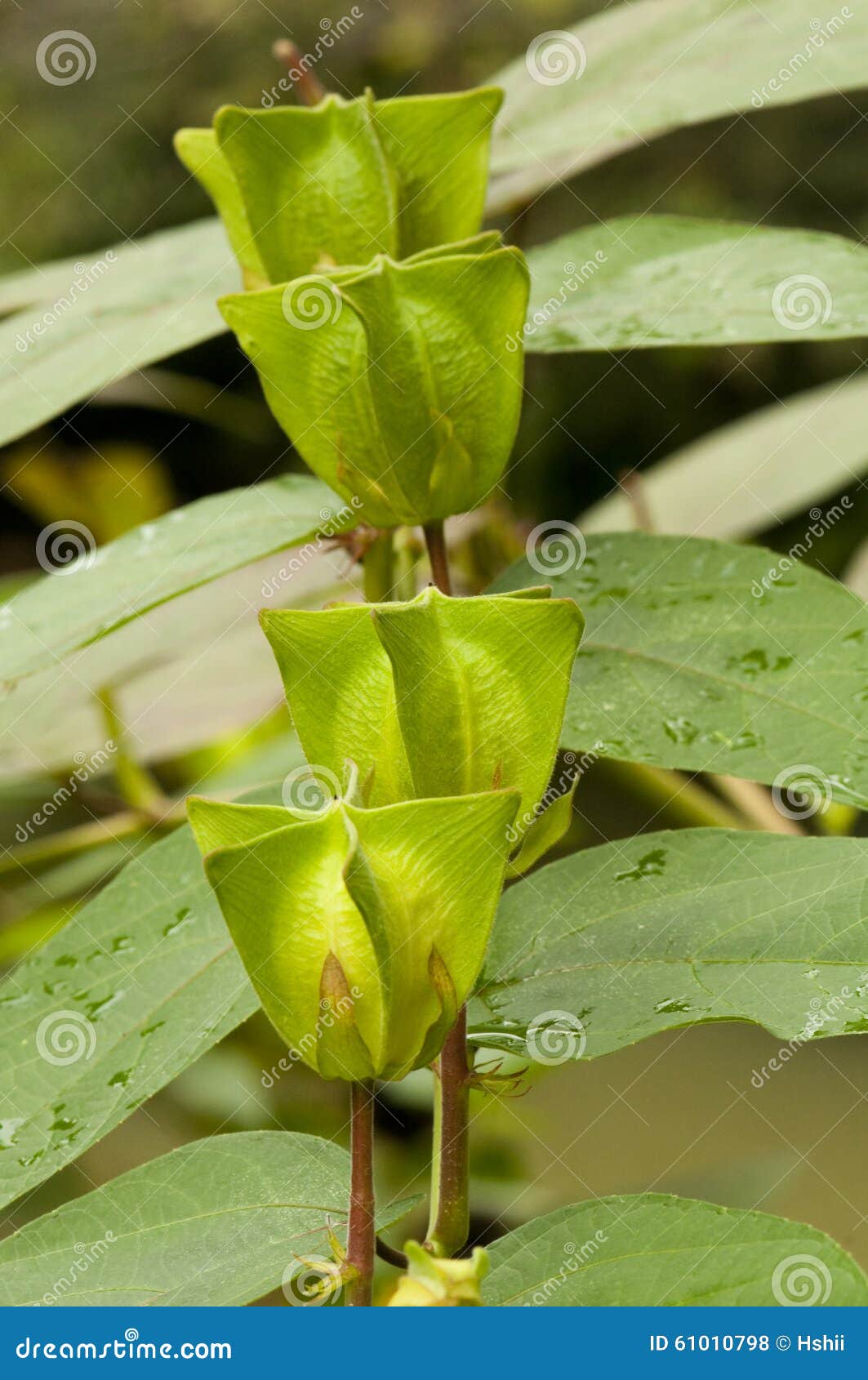 Green flower buds stock photo. Image of green, nature - 61010798