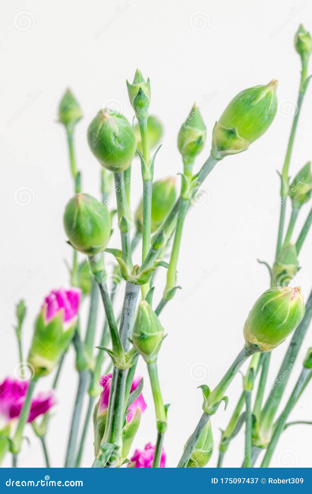 Green Flower Buds of Dianthus Stock Image - Image of green, purple ...