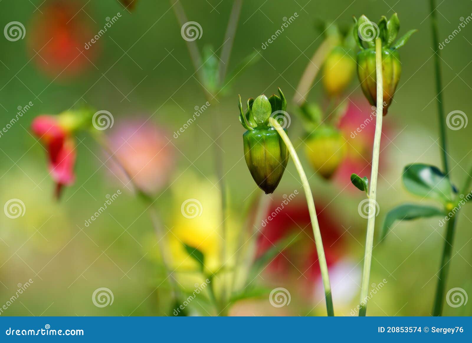 Green Flower Buds on Multicolored Background Stock Photo - Image of ...