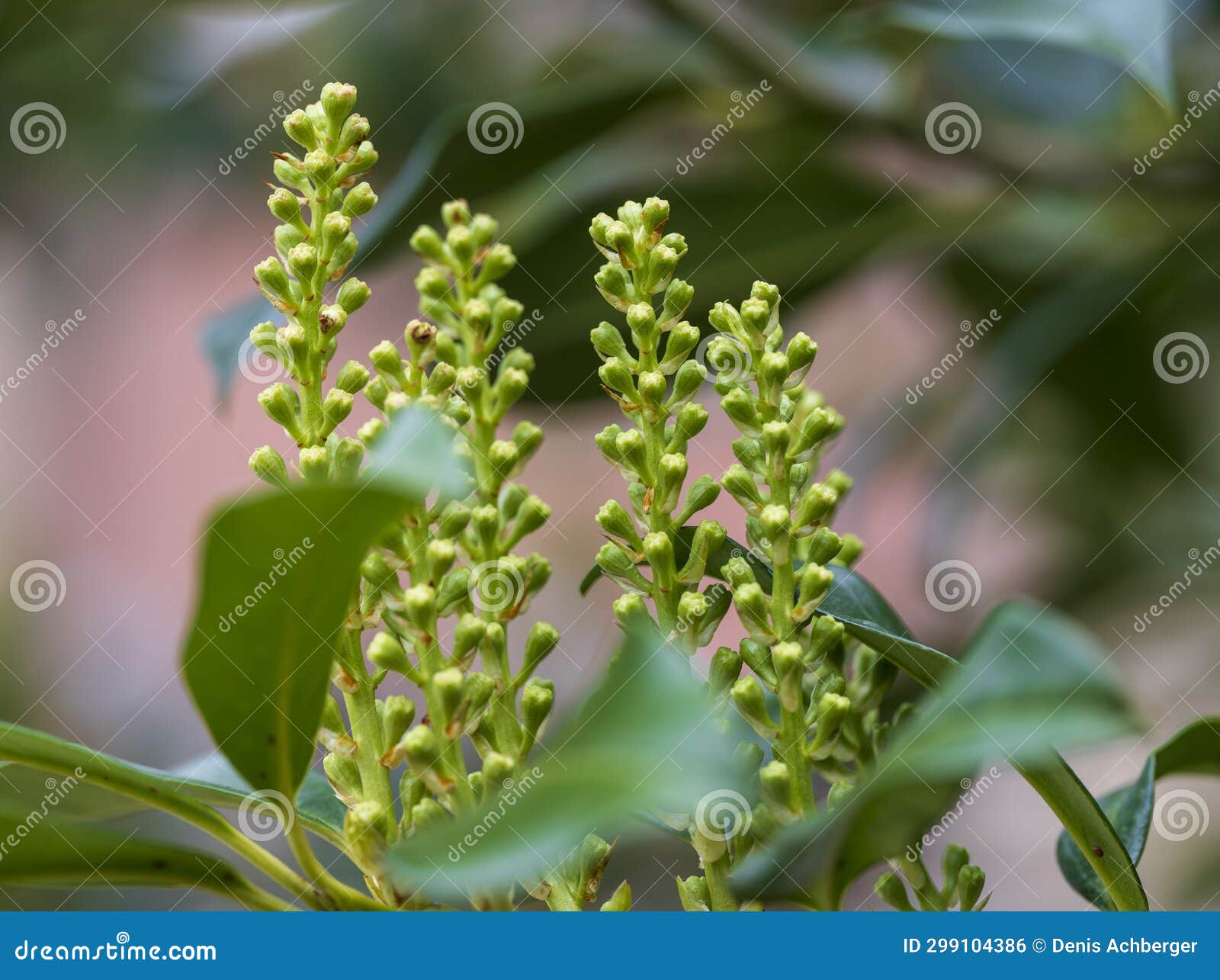 Green Flower Buds of the Plant Citharexylum Caudatum Stock Photo ...