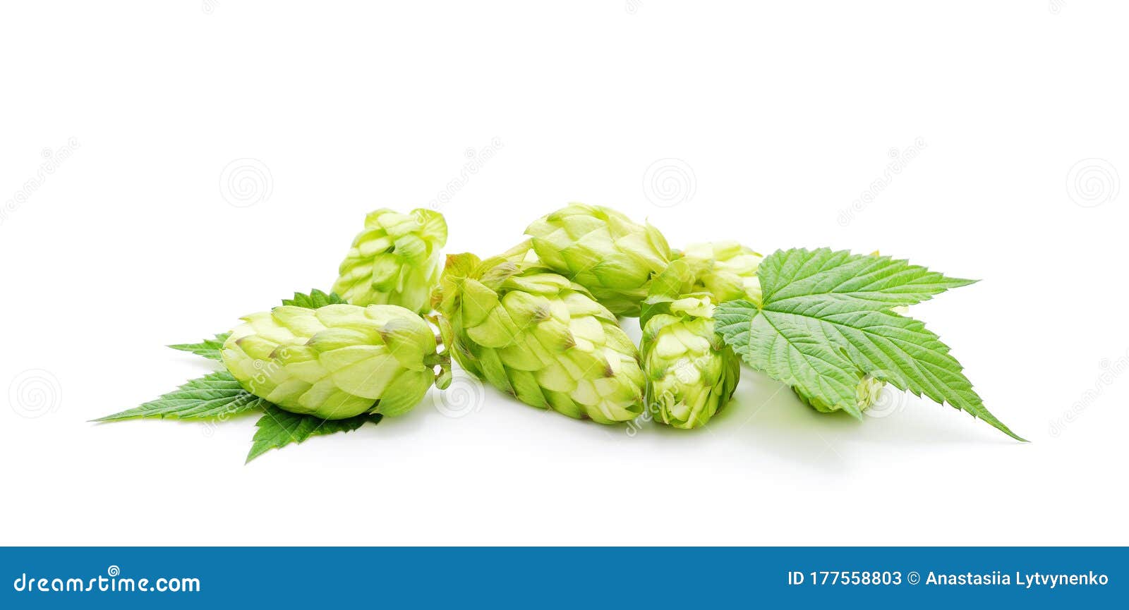 Green flower hop stock image. Image of garden, head - 177558803