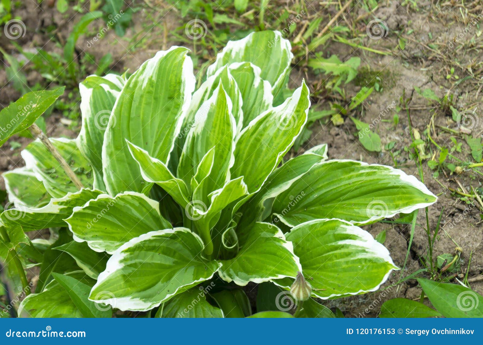 Hosta Variegata Stock Photography | CartoonDealer.com #191351894