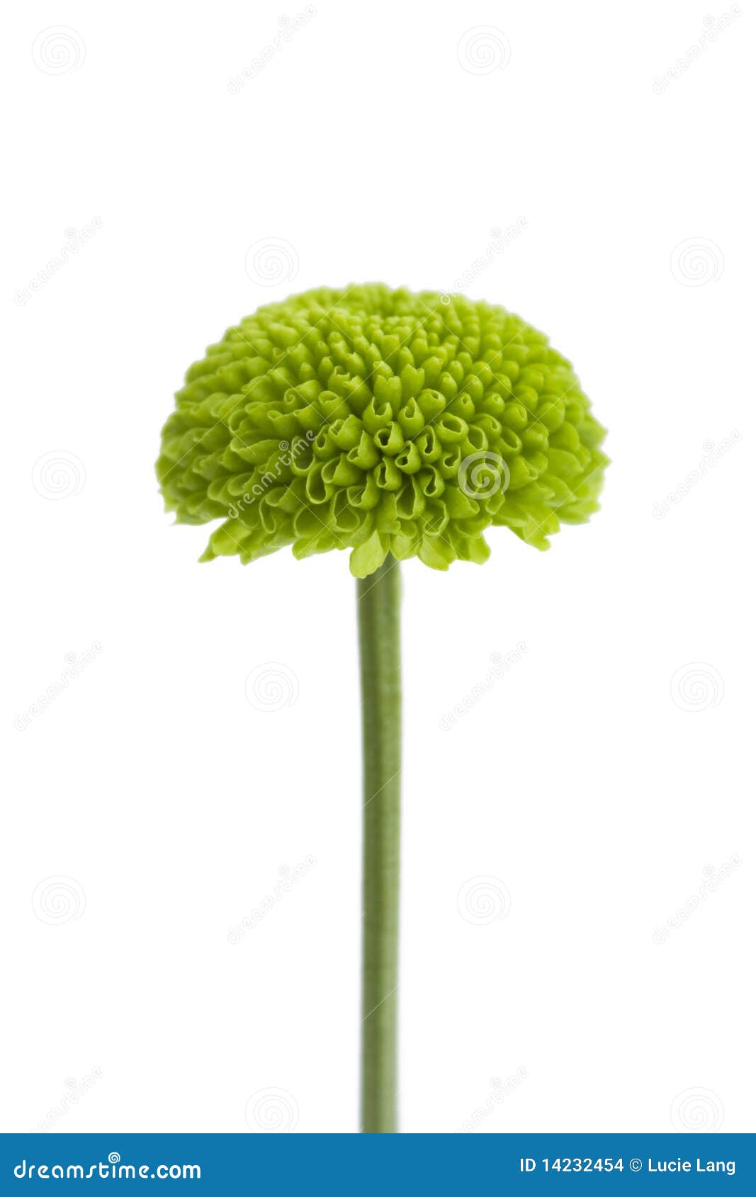 Green Flower Isolated on White Stock Photo - Image of flower, white ...
