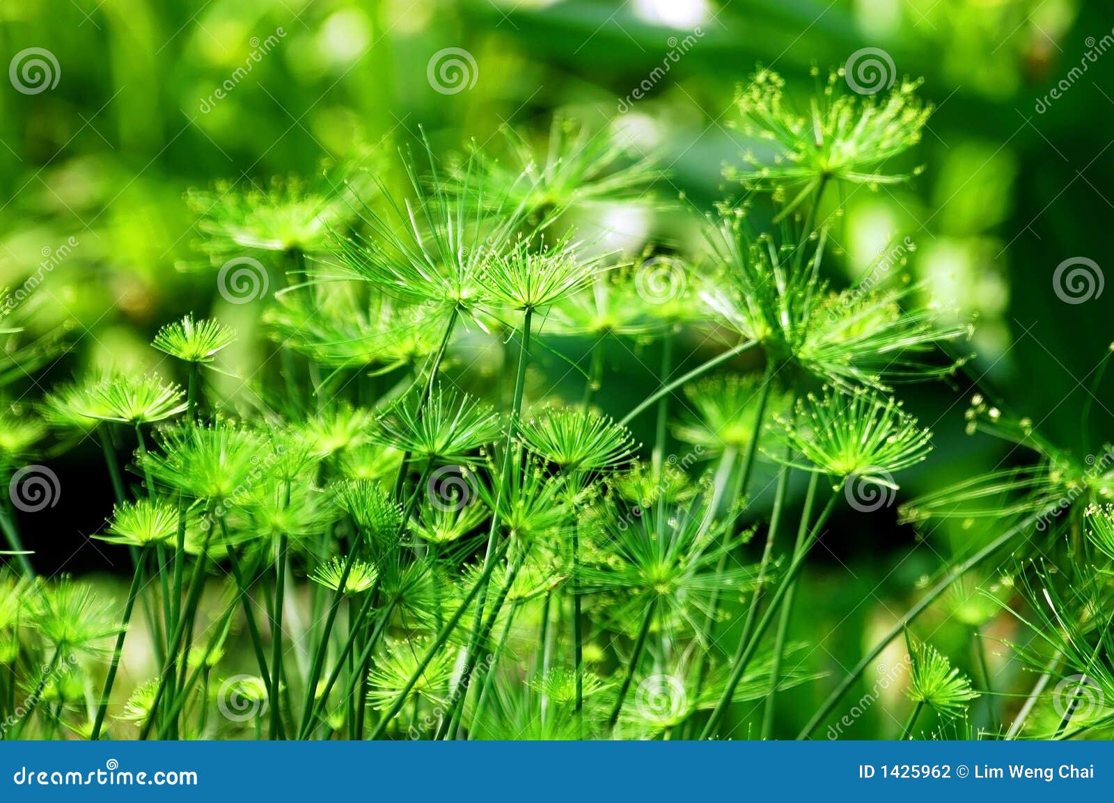 Green flower plant stock photo. Image of nature, field - 1425962