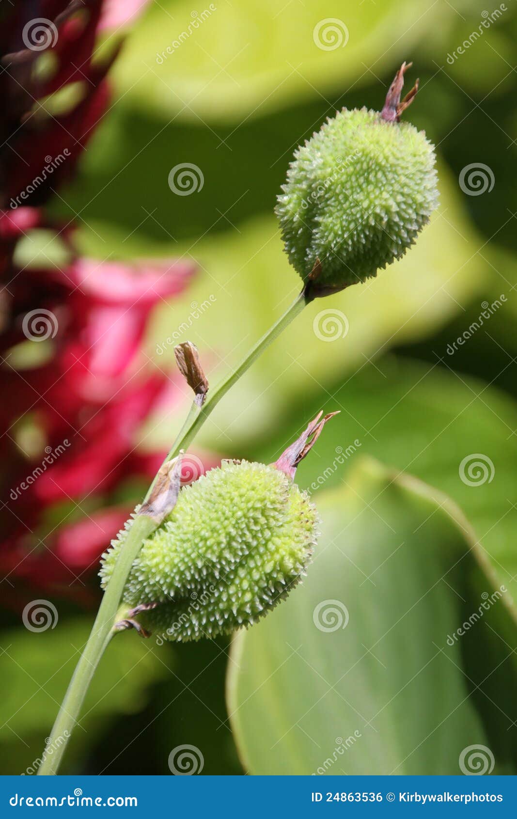 Green Flower Pods stock photo. Image of green, beauty - 24863536