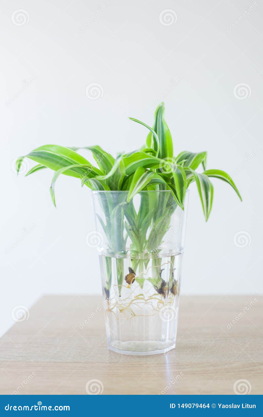 Green Flower Root in a Glass of Water on a White Background. Stock ...