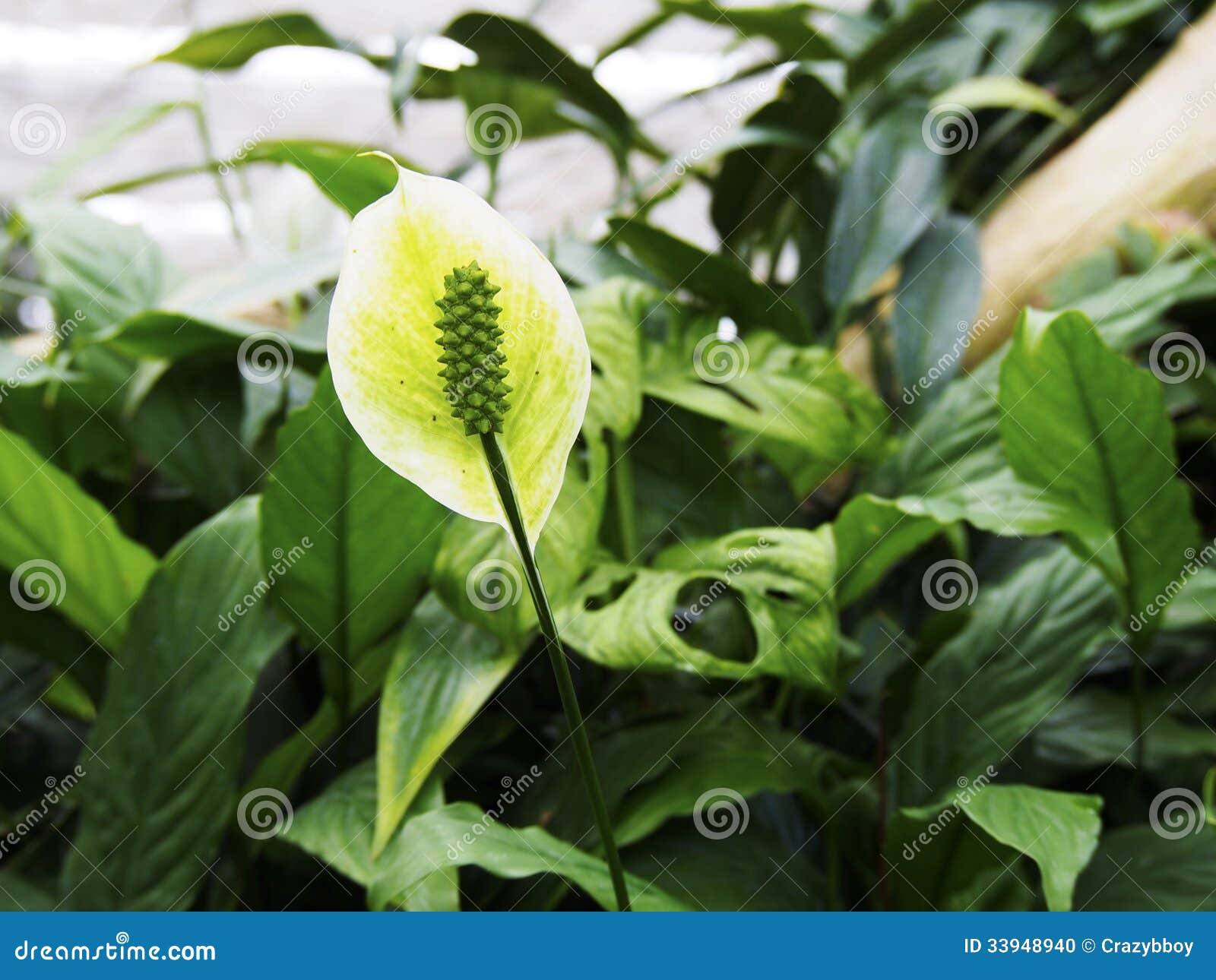 Green Flower with Single Leaf Stock Photo - Image of environment, flora ...