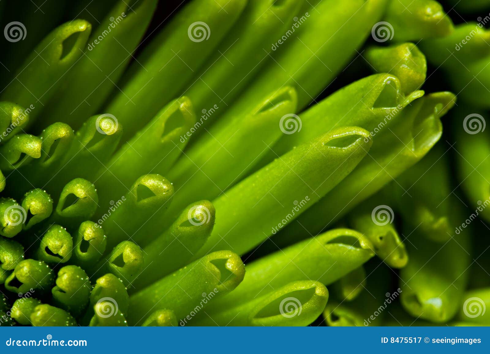 Green flower stems stock image. Image of abstraction, abstract - 8475517
