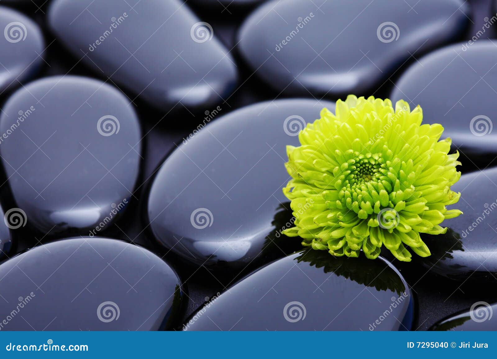 Green flower still life stock photo. Image of wallpaper - 7295040