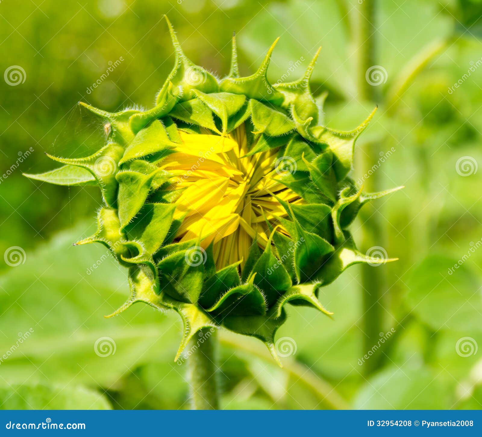 Green Flower of a Sunflower Stock Photo - Image of blooming, leaf: 32954208