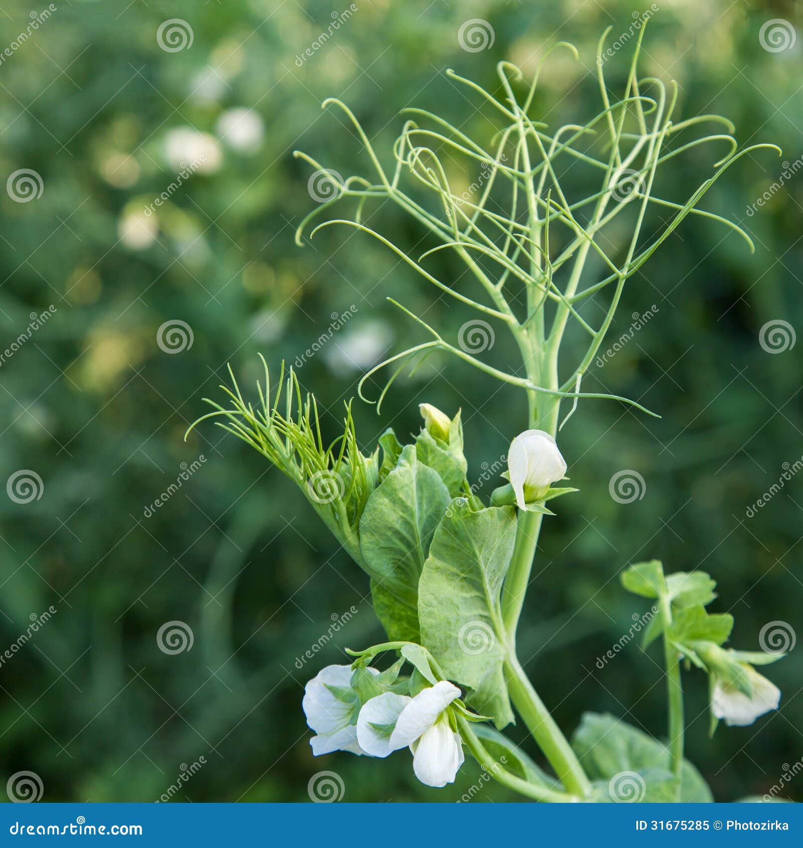 Green flowering bush pea stock image. Image of flowers - 31675285