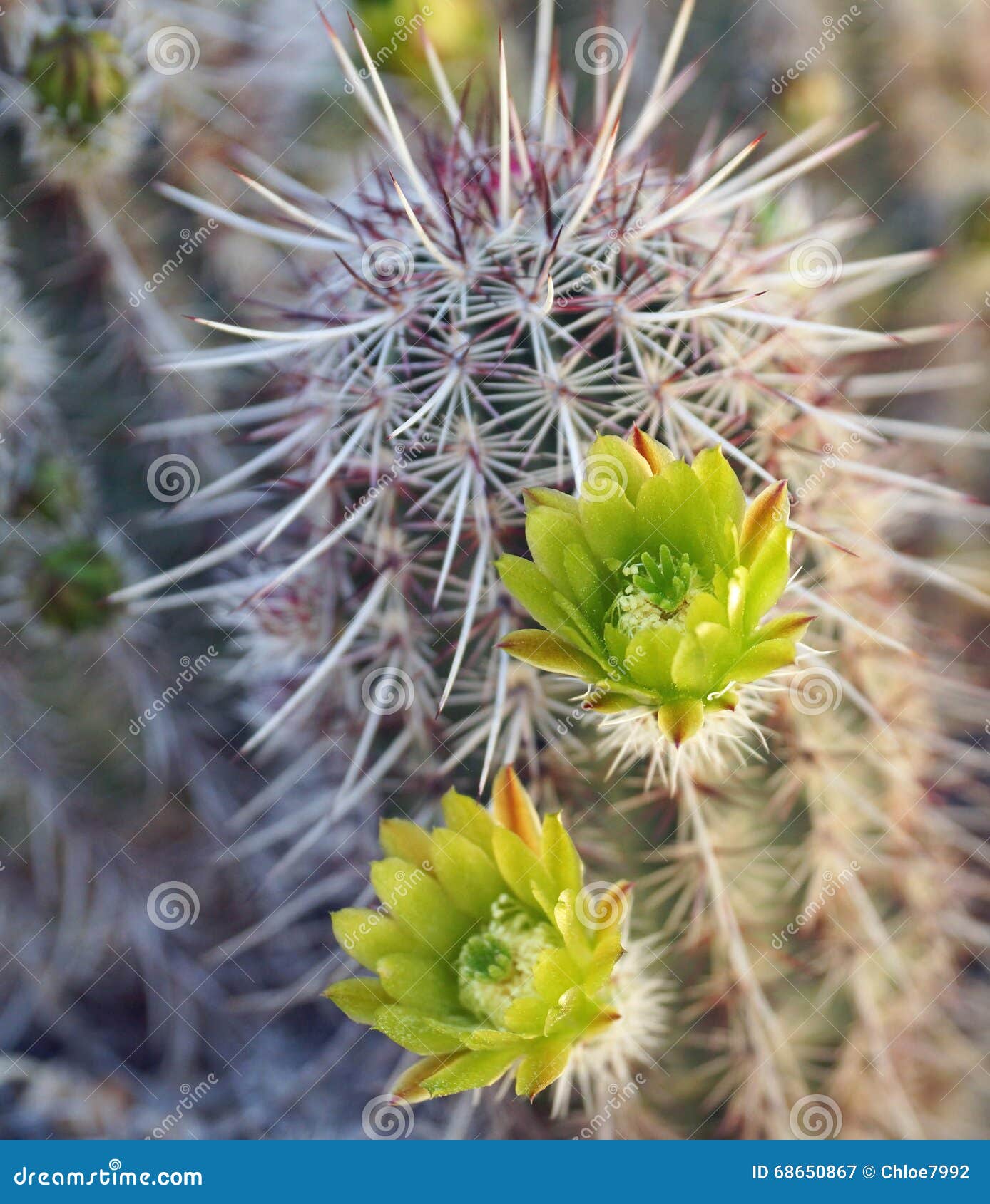 Green Flowering Hedgehog Cactus Stock Image - Image of hedgehog, cactus ...
