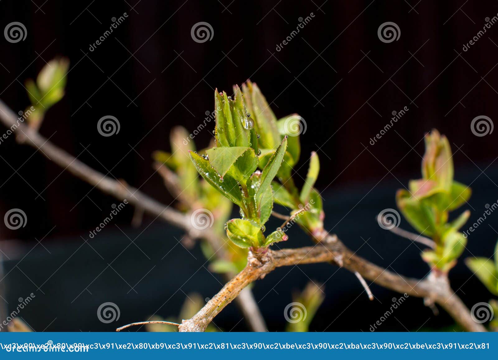 Green flowering leaf. stock image. Image of forest, foliage - 181551799