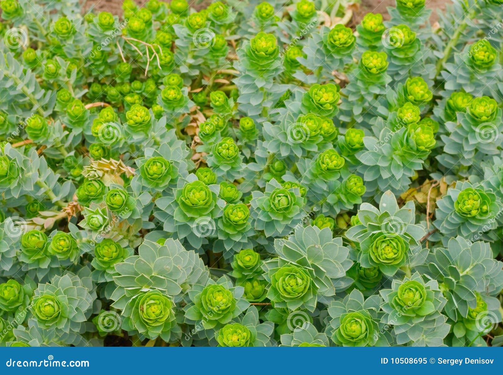 Green Flowering Plants Royalty Free Stock Photo - Image: 10508695