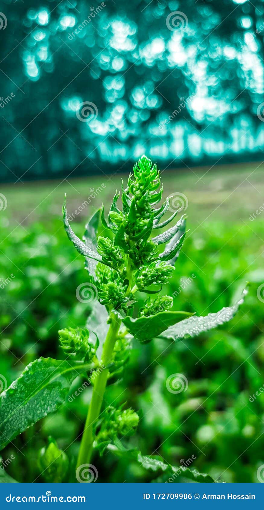 A green flowering tree stock photo. Image of decor, life - 172709906