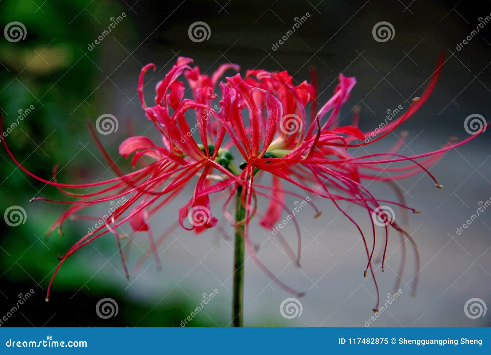 Lycoris stock image. Image of green, flowers, lycoris - 117482875